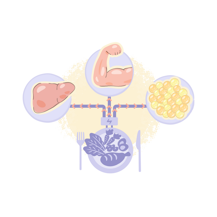 What is Intermittent Fasting?